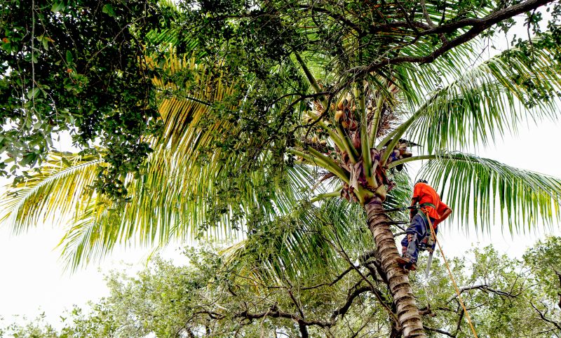 Expert Palm Tree Trimming for Healthier Trees